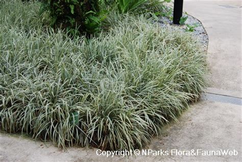 Nparks Ophiopogon Jaburan Vittatus