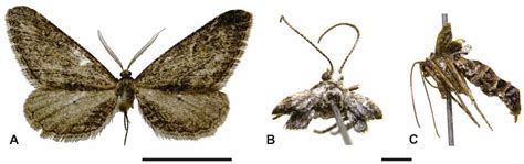 Flightless Females In The Neotropical Moth Genus Cataspilates Warren