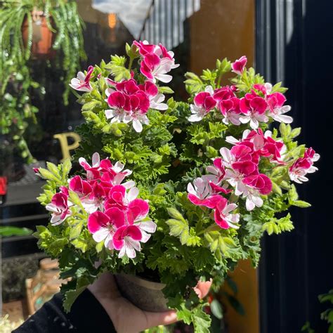 Pelargonium Angel Eyes Grow Urban Edinburgh