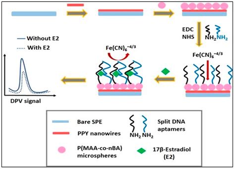 Enhancing Electrochemical Biosensor Performance For 17β Estradiol