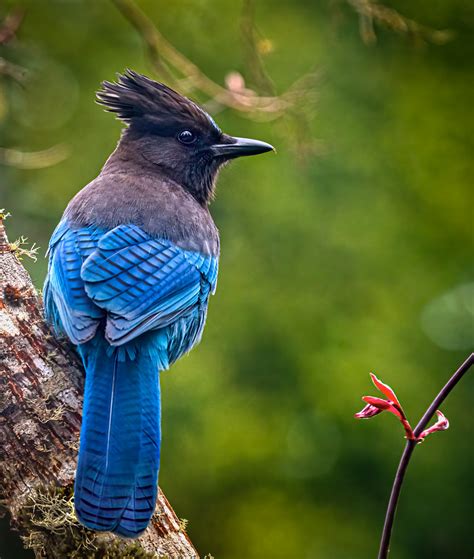 Stellar Jay I Was Finally Able To Capture An Image That I Flickr