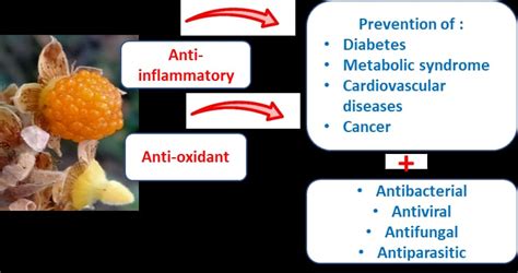 Acg Publications Himalayan Yellow Raspberry Rubus Ellipticus Smith