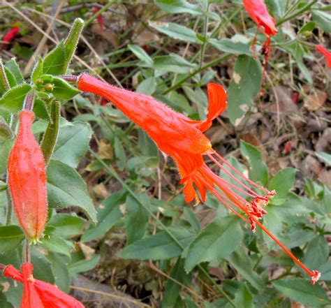 California Fuchsia Photos Page 1