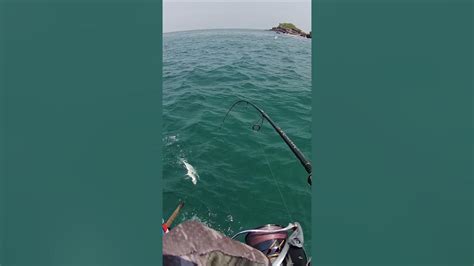 Queenfish On ‼️ Youtube