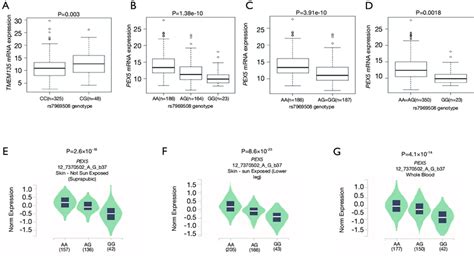 the expression quantitative trait loci eqtl analysis for genotypes of