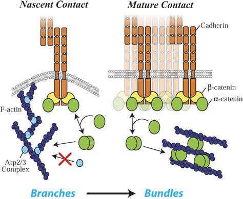 α Catenin Is A Molecular Switch That Binds E Cadherin β Catenin And