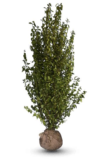 Ligustro A Foglie Ovali Zolla 175 200 Cm