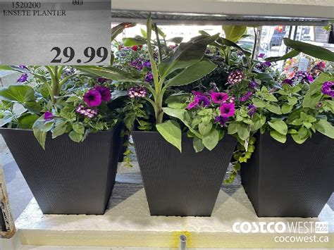 Costco Planters With Flowers At Bridget Huizenga Blog