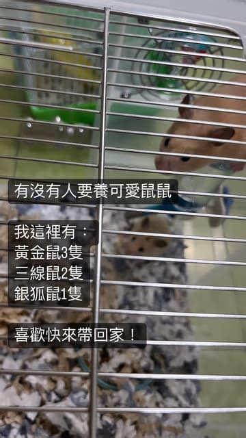 鼠鼠送養 寵物板 Dcard