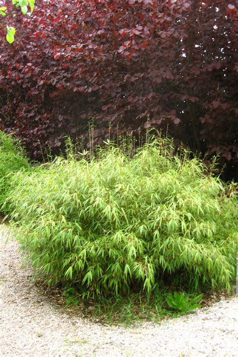 Fargesia Rufa Green Panda Green Panda Bamboo Green Panda Clumping