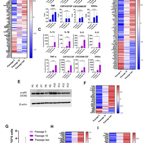 Inflammatory Pathways Upregulated With Senescence A Heat Map Of Sasp