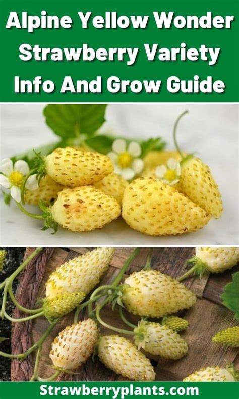 Alpine Yellow Wonder Strawberry Variety Info And Grow Guide