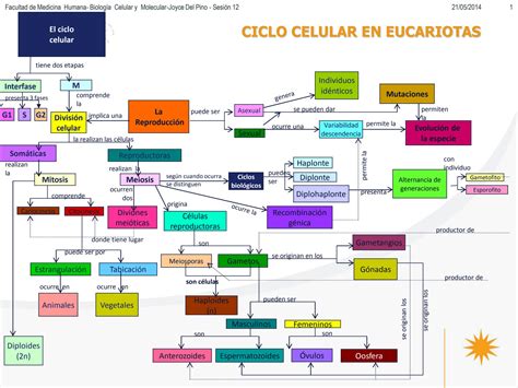 Solution Ciclo Celular Eucariota Studypool