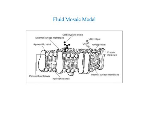 Cell Structure And Cell Membrain Cell Ppt