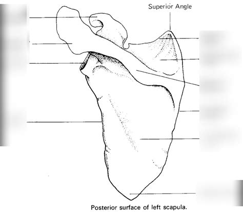 Scapula Diagram Quizlet