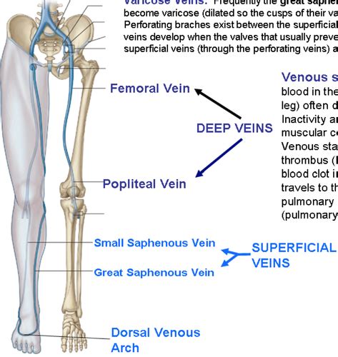 Neurovasculature Of Lower Limbs Quizlet