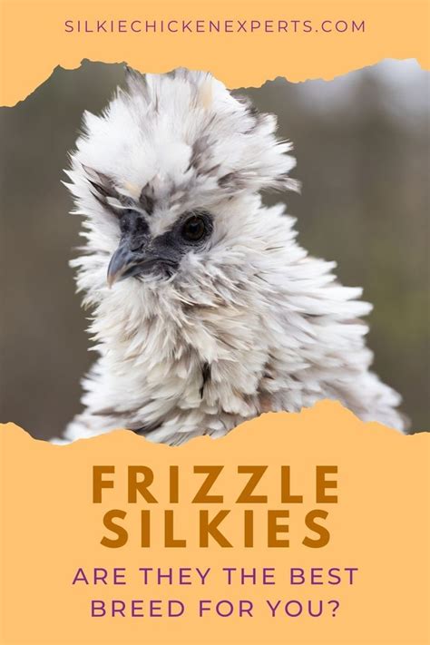 Frizzle Silkie Chicken