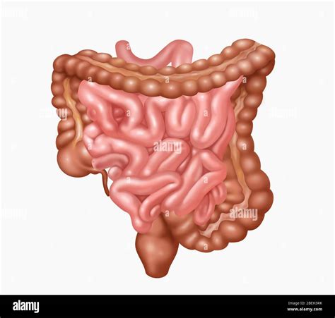 Anatomy Of Upper Gi Tract