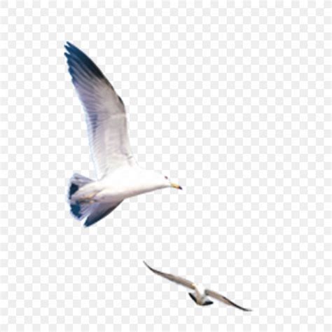 Bird Migration Icon