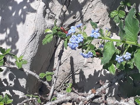 פריחות בחרמון