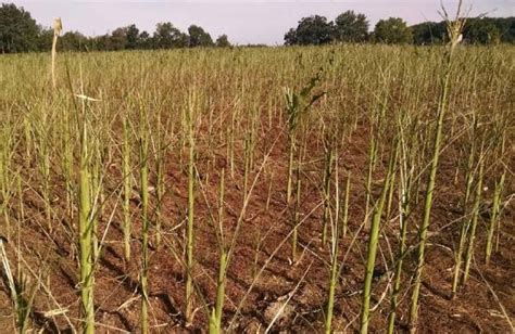 Field Crop Insect Update For July 23 2018 Field Crops