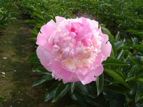 Angel Cheeks Southern Roses