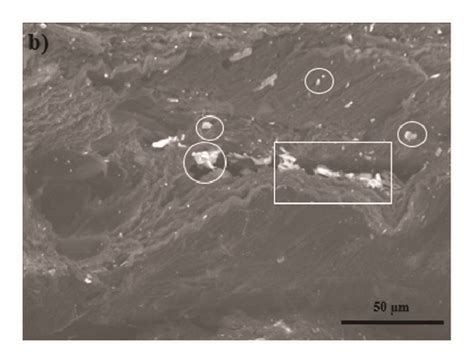 Sem Micrographs Of Tensile Test Fracture Surfaces Of Abs Sebs G Ma