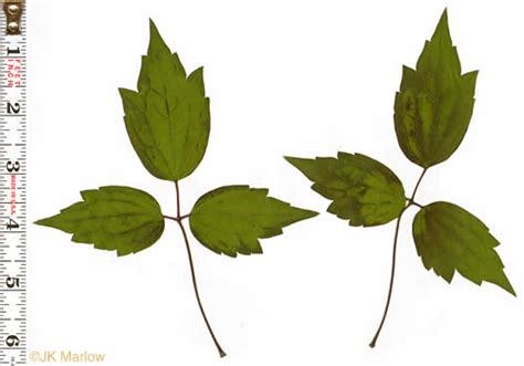 Trifoliate Compound Leaf