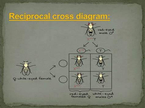 Sex Linked Inheritance Pptx