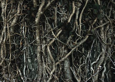 Tree Roots Wallpapers Top Free Tree Roots Backgrounds Wallpaperaccess