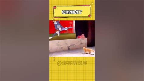 【猫和老鼠】动画片没骗我，原来猫咪真的是这样逃跑的！猫和老鼠 Tom And Jerry Youtube