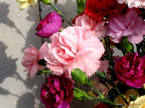 Carnation Sunset Glow Hd Wallpaper By Laxmonaut