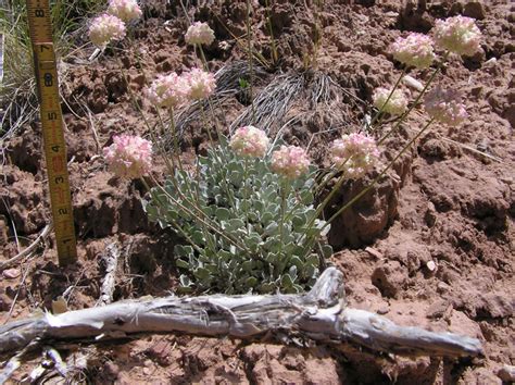 Tufted Wild Buckwheat