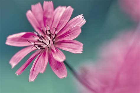 Pink Blossom Garden Flower Free Stock Photo Public Domain Pictures