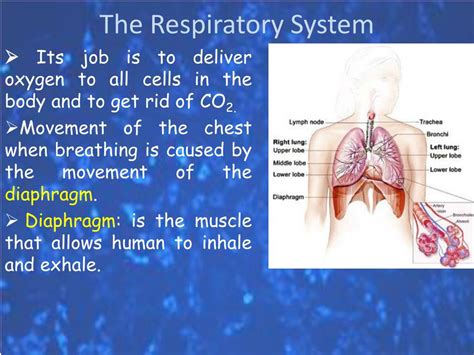 Ppt The Respiratory System Powerpoint Presentation Free Download
