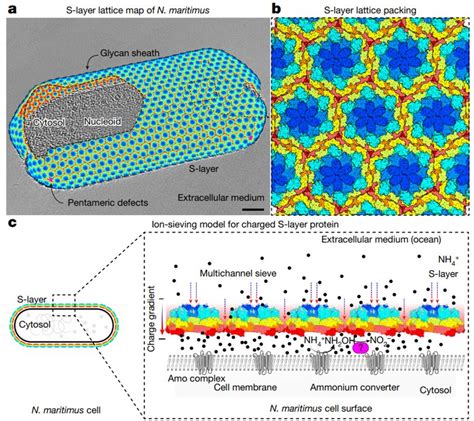 Shrikant Harne On Linkedin Archaea Nitrogen Cycle Cations Ion