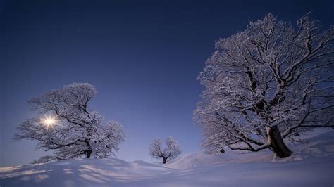 Winter Wonderland Moonlit Frosted Trees Wallpaperhd Nature Wallpapers