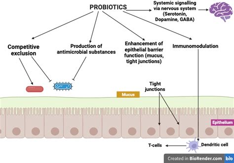 What Are Probiotics Klarity Health Library