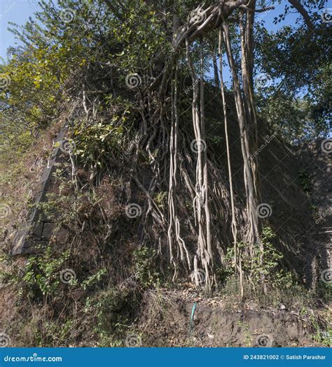Multiple Rootlets Intertwined Forming Patterns On The Ancient Fort Wall At Revdanda Fort Royalty