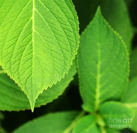 Green Leaf Close Up Photograph By Aleksandar Mijatovic Fine Art America
