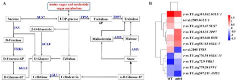 Physiological And Comparative Transcriptome Analyses Of The High