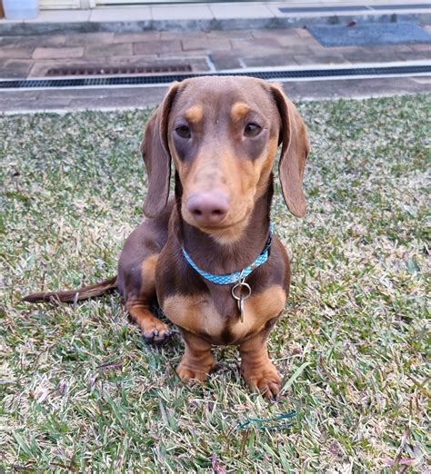 Maggie 8 Mth Islington Nsw Dachshund Rescue Australia