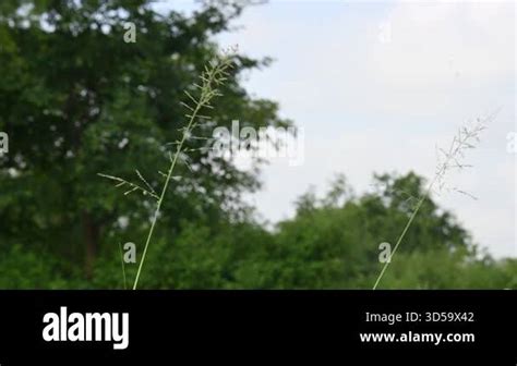 Sporobolus Pyramidalis Grass Itis A Species Of Grass Native To Africa