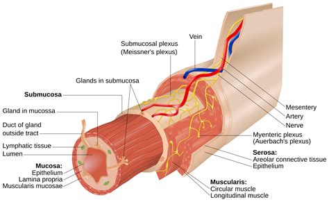 Filelayers Of The Gi Tract Englishsvg Wikipedia