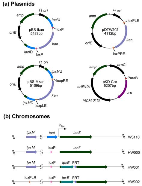 Plasmids And E Coli Mutant Strains Constructed In This Study A Maps