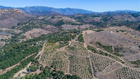 Sandra Bullock Lists California Avocado Farm For 6m