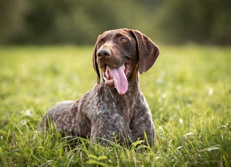 German Shorthaired Pointer Puppies Ta Flow