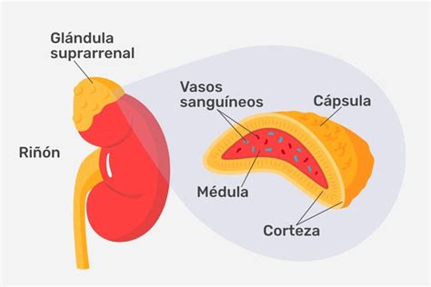 Glándulas Suprarrenales Función Hormonas Y Principales Enfermedades