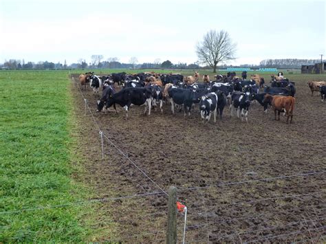 Woolshed 1 Grazing Problems With Cows Teeth