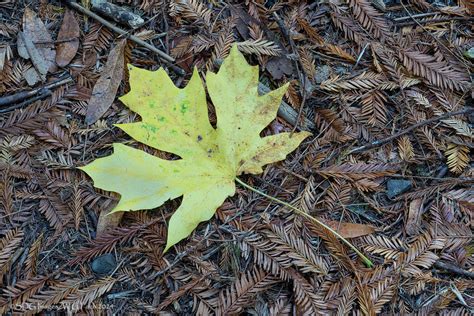 Illusory Size Macroclose Up Critiques Nature Photographers Network